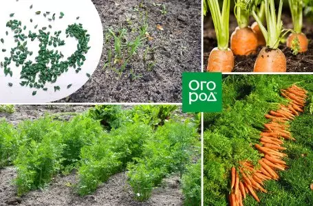 Top 10 Počitniške rastline za Novice Gardener 4209_10