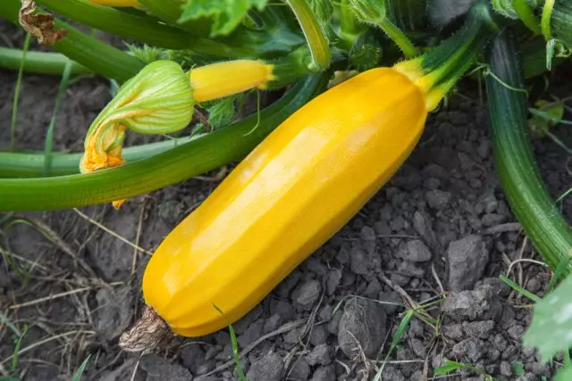 Courgette på en hage