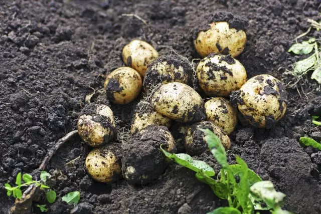 Aardappelen op G Croke