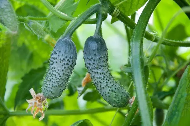 וגערקע אויף גראָאָקע