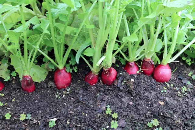 Reddik på Groke