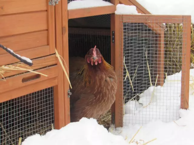 Hvor skal man give kyllinger om vinteren