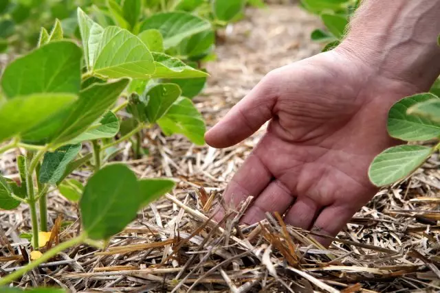 Mulch