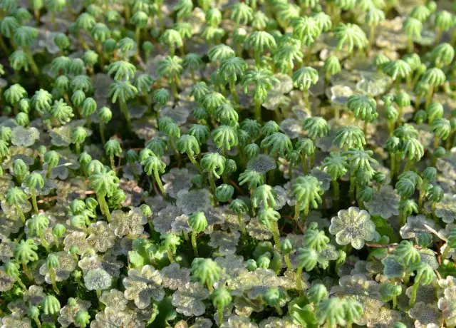 hepter moss marshantia