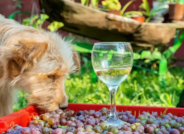 Anjing tidak bisa alkohol