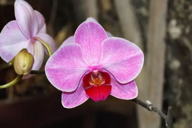 Phalaenopsis.