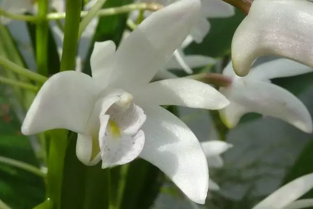 Dendrobium