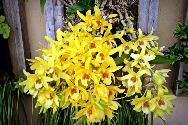 Orkidé dendrobium