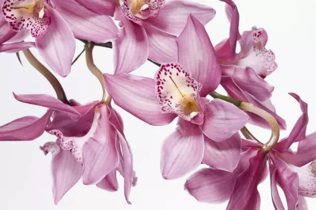 Cymbidium.