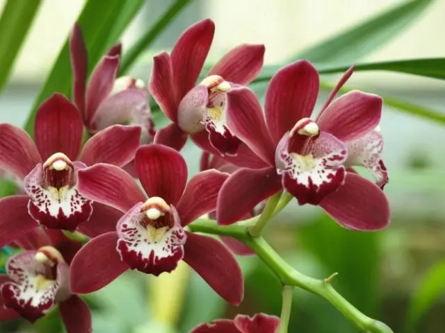 Zorg voor Cymbidium thuis