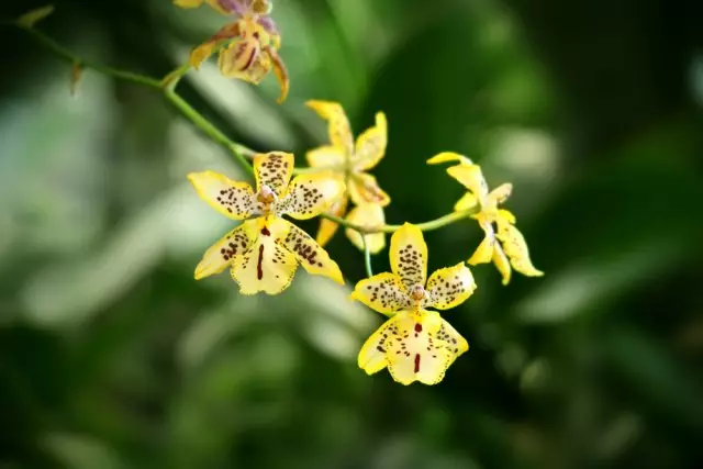 OnCIDIUM