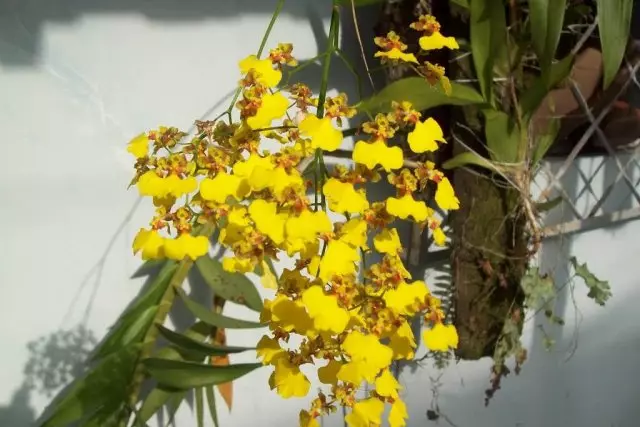 Orchidee oncidium