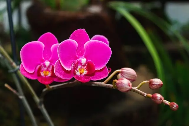 Orchid Falenopsis.