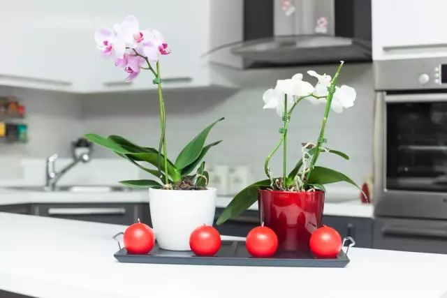 Dónde reorganizar las orquídeas para el invierno.