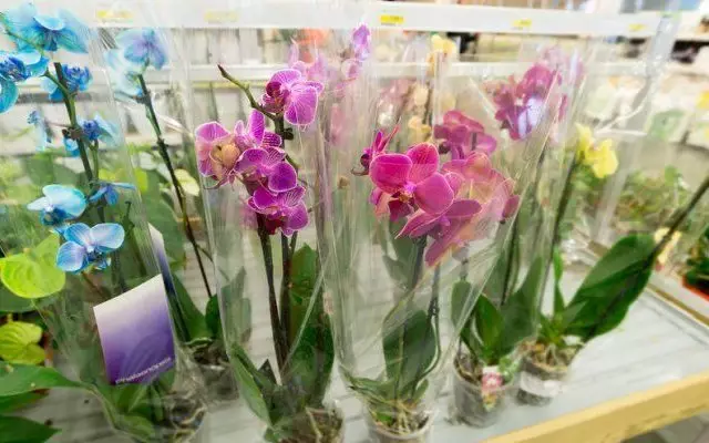 Orchids