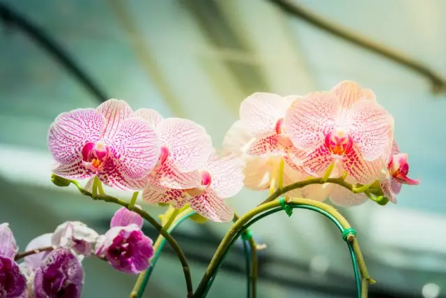 Orquídeas florecientes