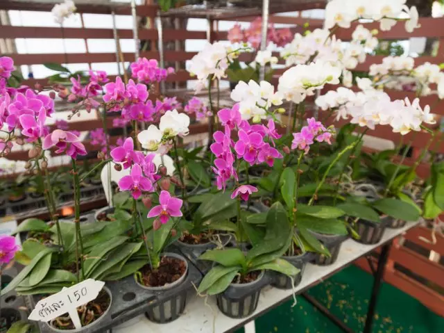 Substrate kwa orchids.