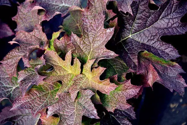 Dollandic hydrangea.