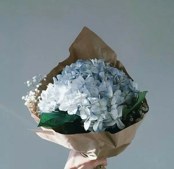 Hydrangea