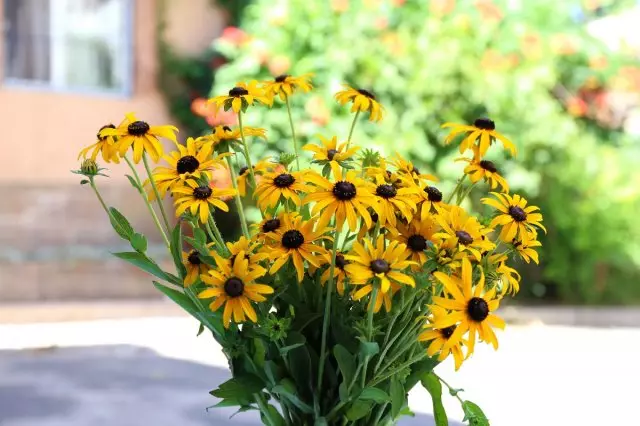 Rudbecia tanggal 1 September