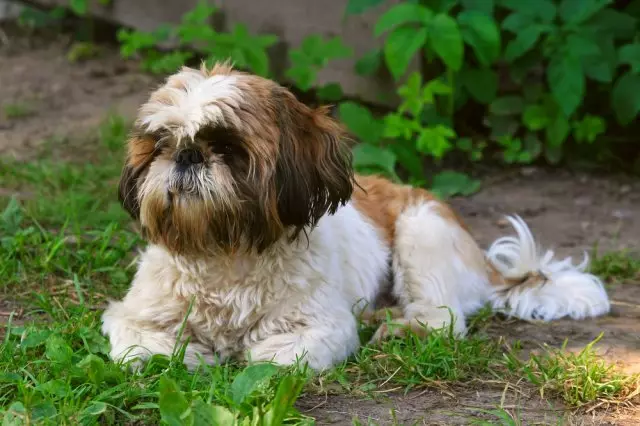 Shih tzu.