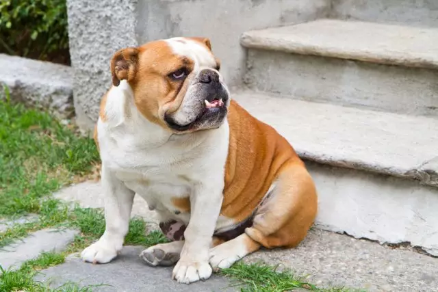 Engelse Bulldog