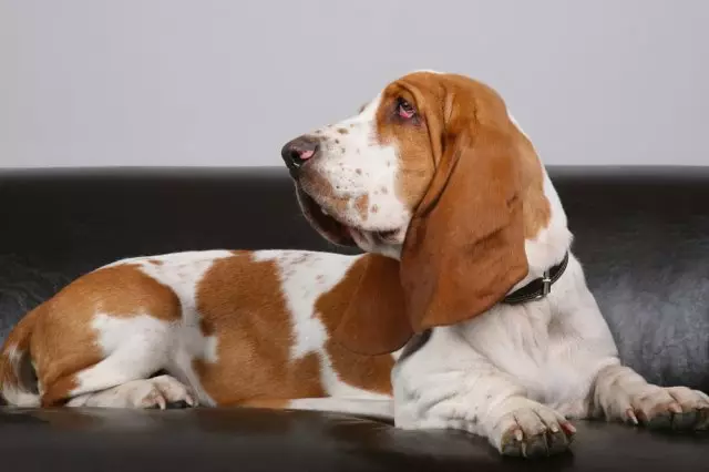 Basset hond