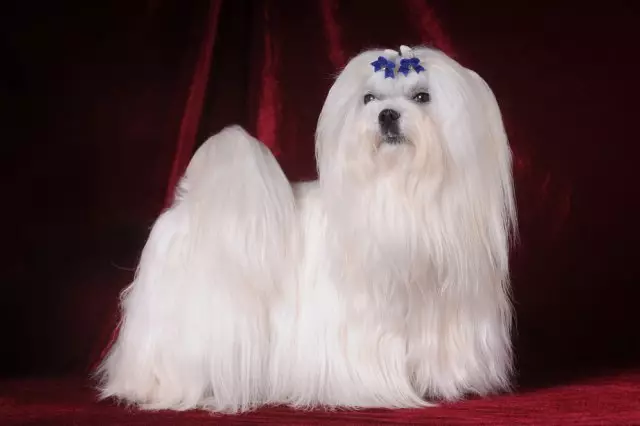 Maltese