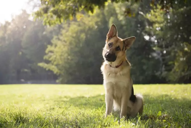 2. juli Internasjonal hundedag