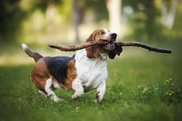 Juillet 2 Journée mondiale du chien