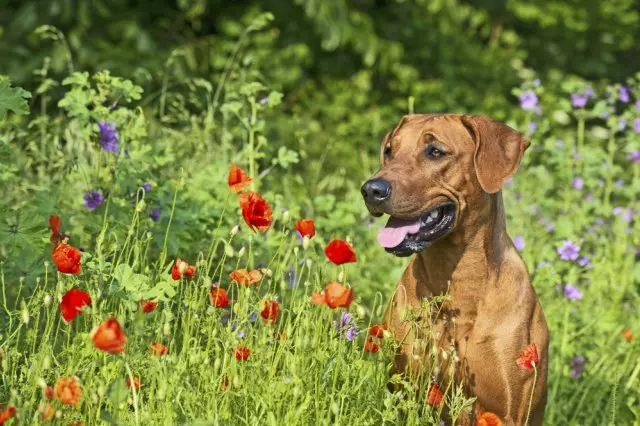 2. juli Internasjonal hundedag