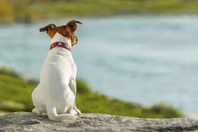 Juillet 2 Journée mondiale du chien