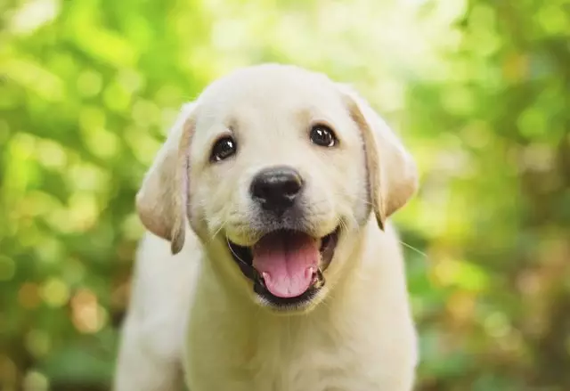 Juillet 2 Journée mondiale du chien