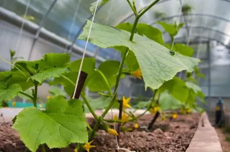 Como regar os pepinos para unha boa colleita 4288_10