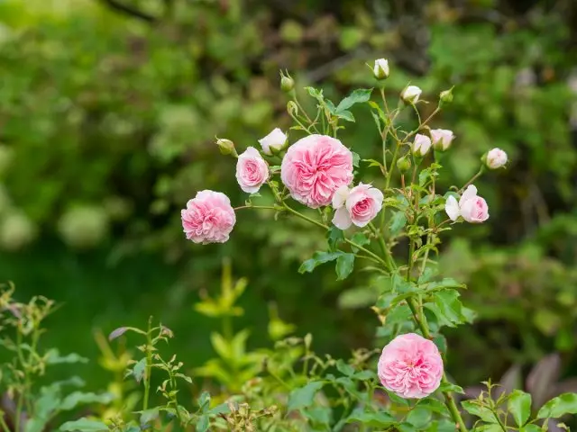 Roses David Austin