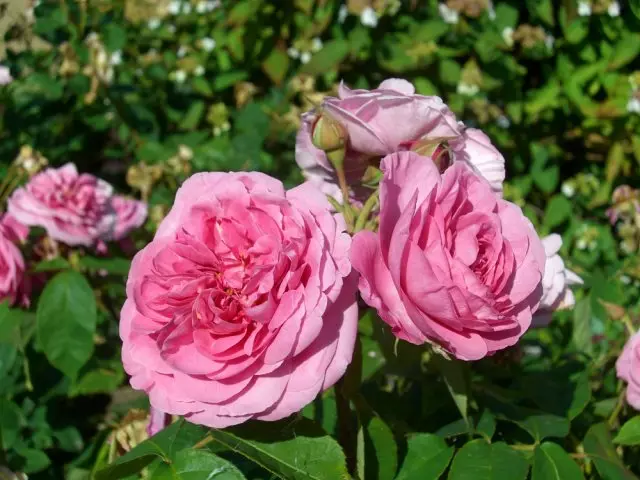 Роза Gertrude Jekyll.