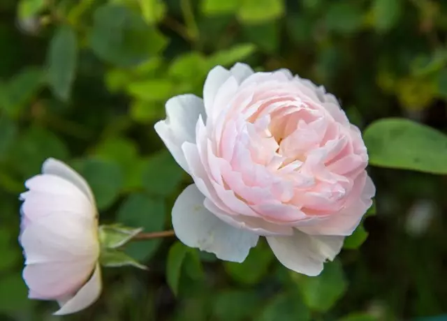 Rose blând Hermione