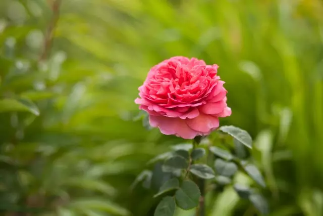 Rosa Princess Alexandra wa Kent.