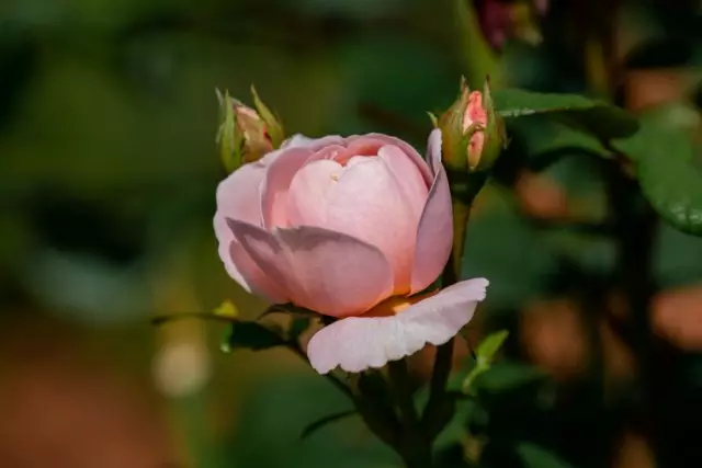 Rosa reina de Suècia