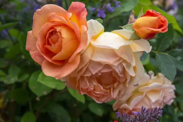 Rose Lady of Shalott.