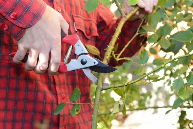 Rose Trimming.