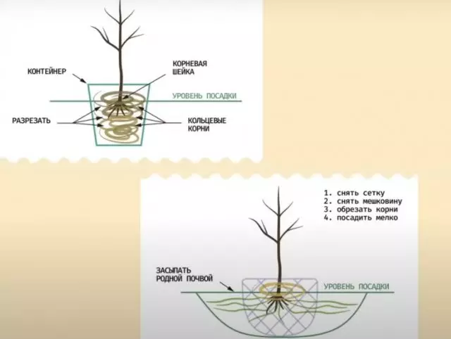 Cómo plantar un árbol