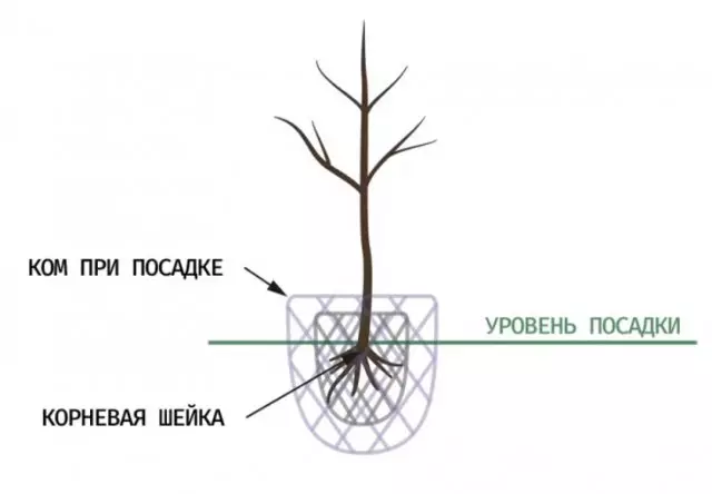 Cómo plantar un árbol