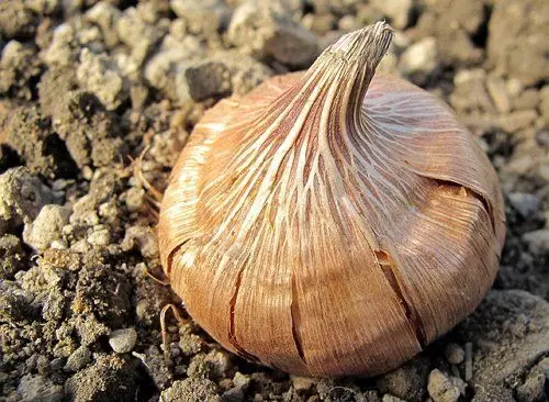 Glayöl ampul bir kabuk içinde