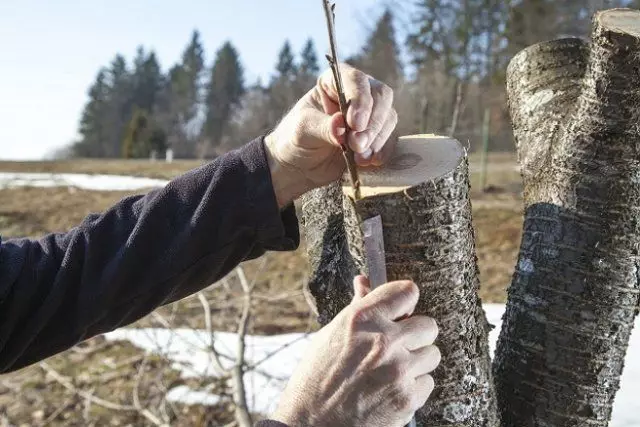 Alurar riga kafi don gyara.