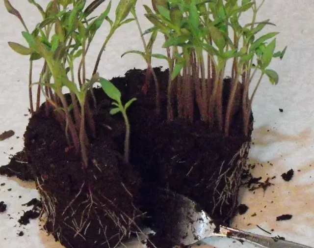 Root seedlings.