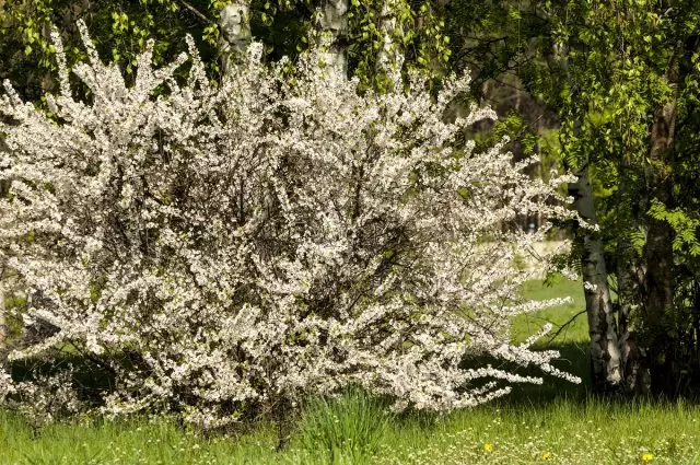 Bunga merasakan ceri, terutama jenis dengan bunga merah jambu, sering dibandingkan dengan Sakura Blossom