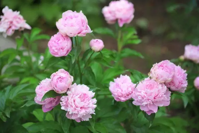 Blommande peonies