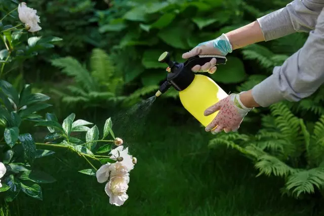 Podon feeding in spring