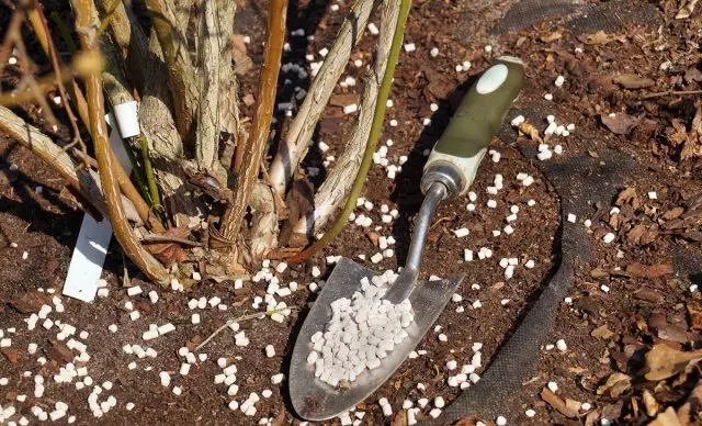 Que alimentar las peonías en la primavera para la floración exuberante 4314_14